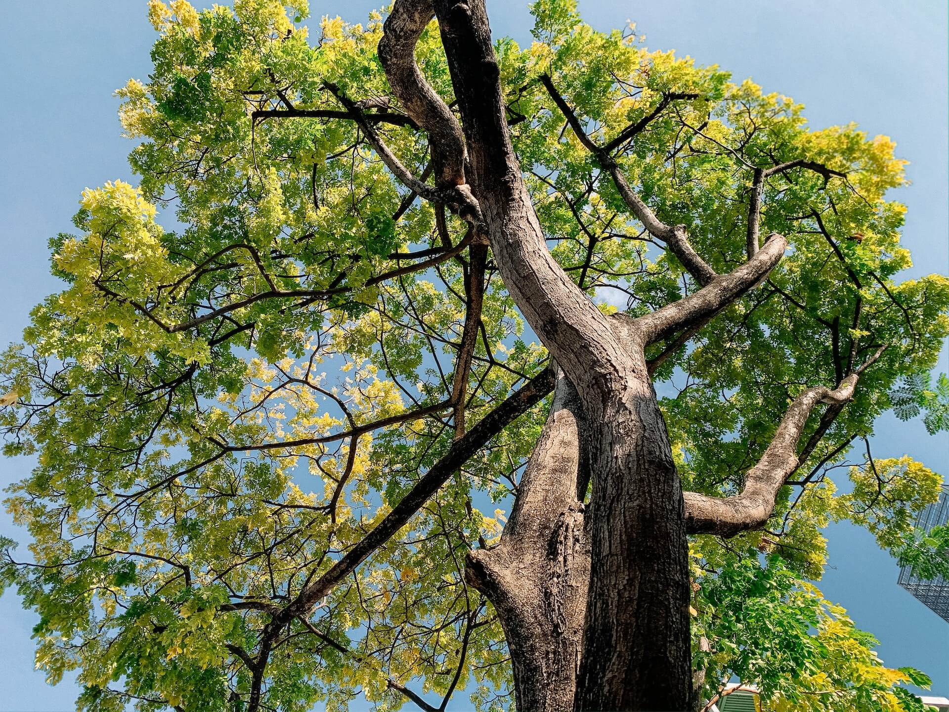 Boom planten - Boomverzorging Eindhoven